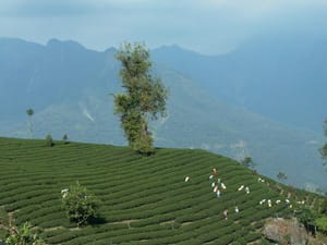 How to Read Tea Grades? A Complete Guide to FOP, BOP, and CTC Grading ...